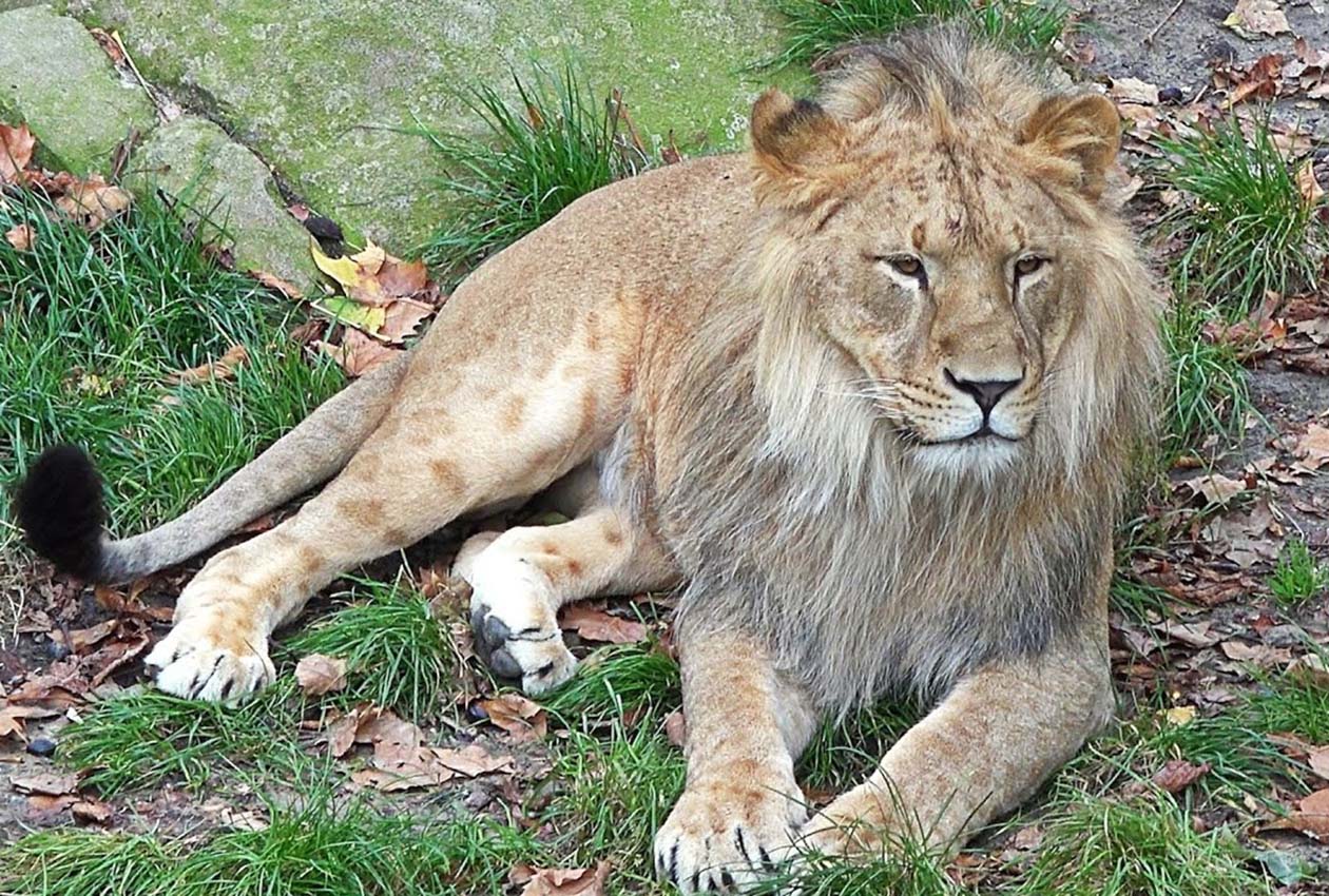 Antwerp Zoo: The Ideal Family Retreat – Seaside Resort